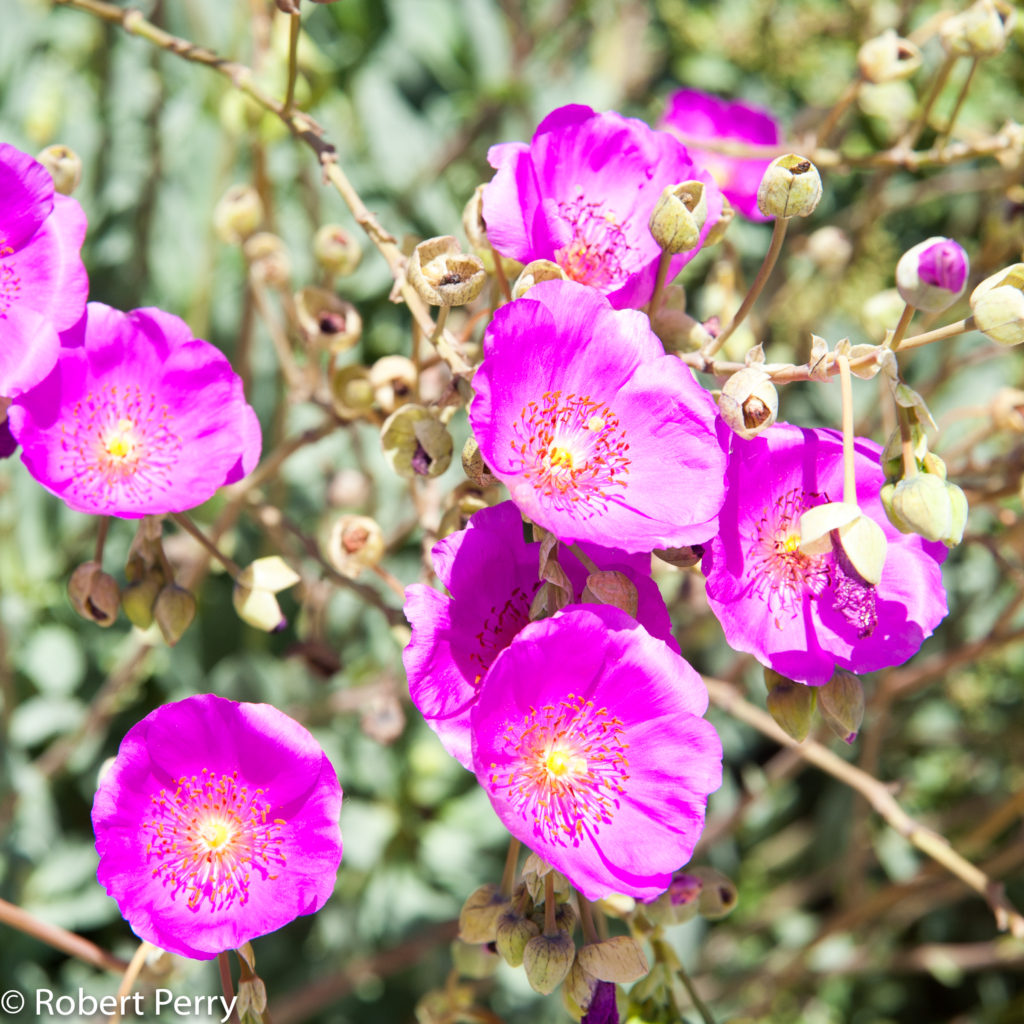 Cistanthe-grandiflora – VIRGIE GILES FOUNDATION